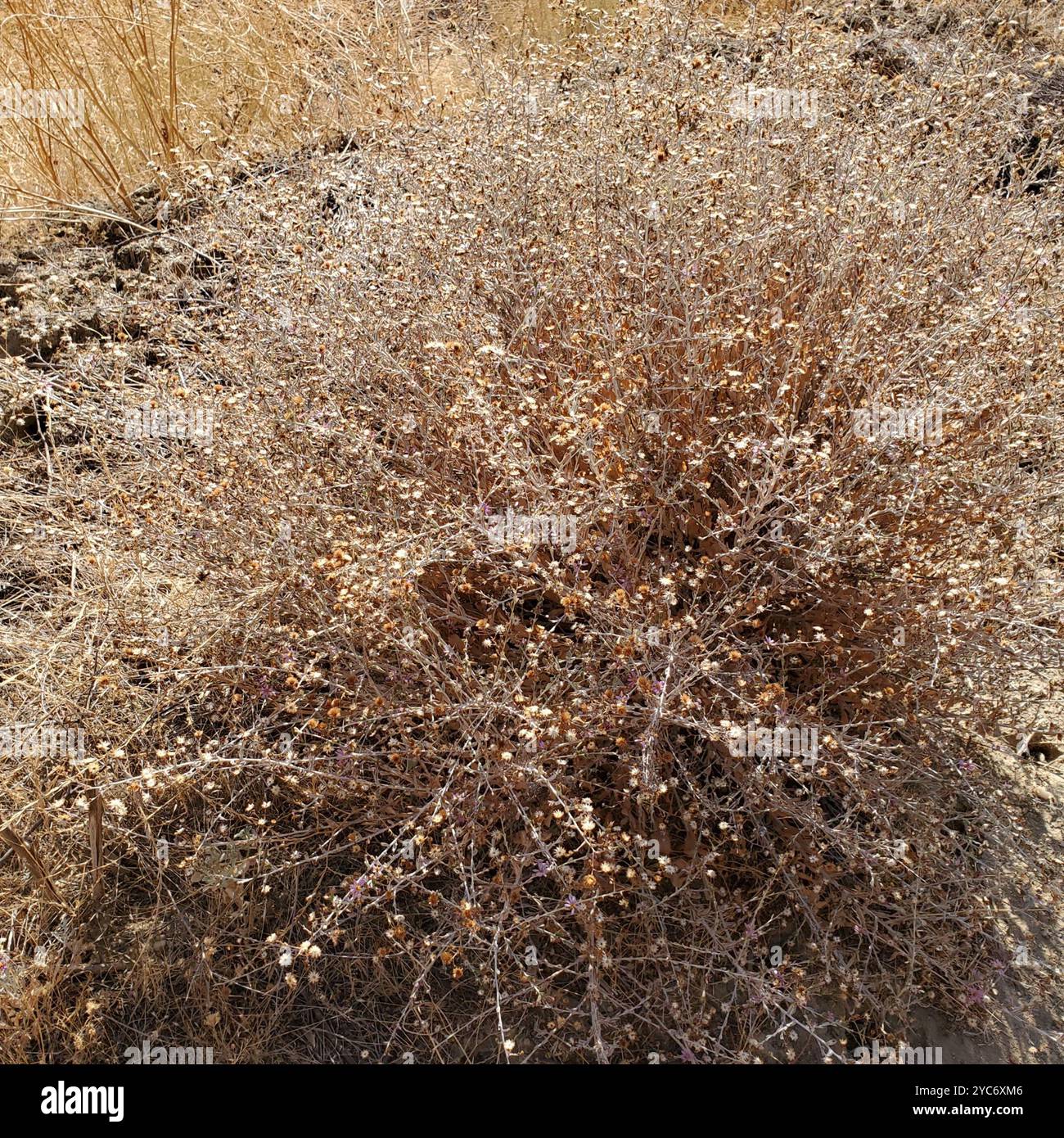 California Aster (Corethrogyne filaginifolia) Plantae Stock Photo - Alamy