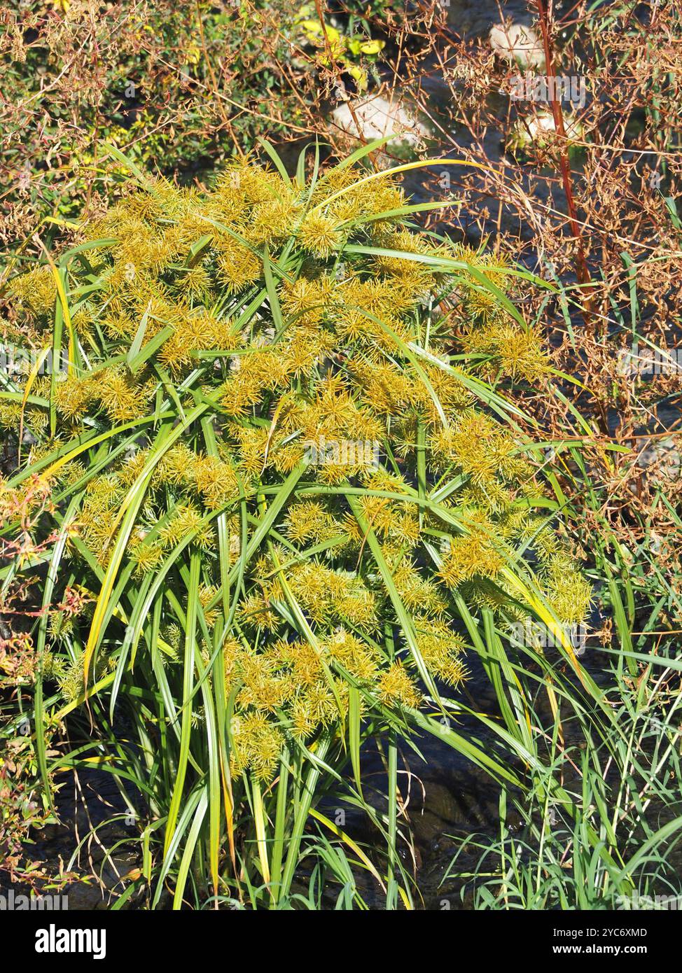 Fragrant flatsedge (Cyperus odoratus) Plantae Stock Photo - Alamy