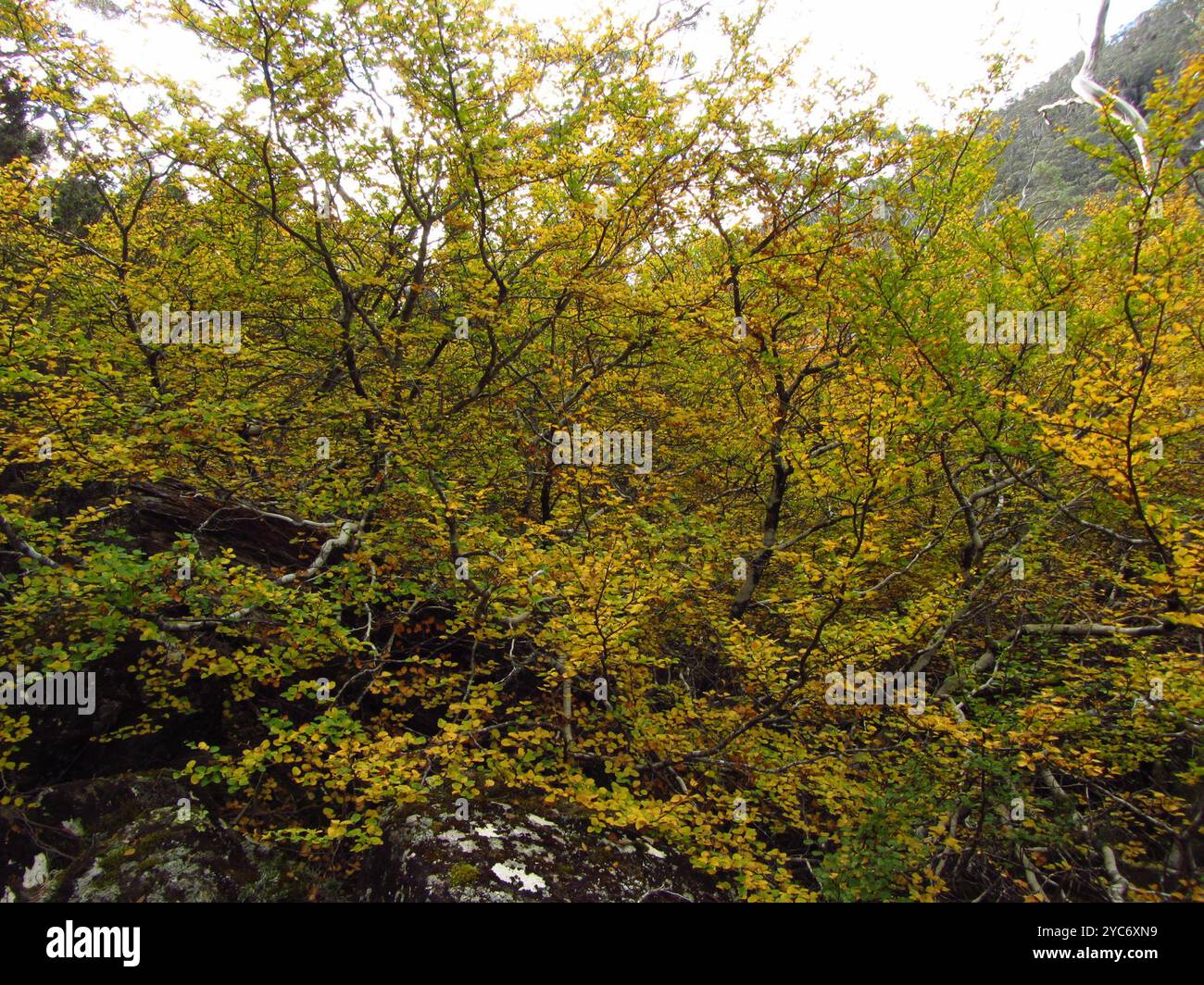 deciduous beech (Nothofagus gunnii) Plantae Stock Photo - Alamy
