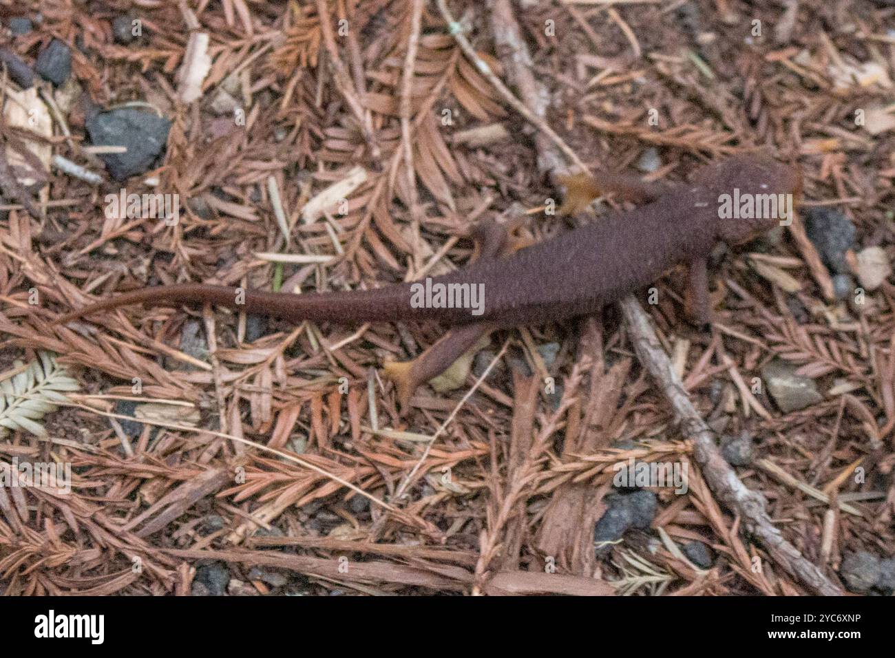 California Newt (Taricha torosa) Amphibia Stock Photo - Alamy