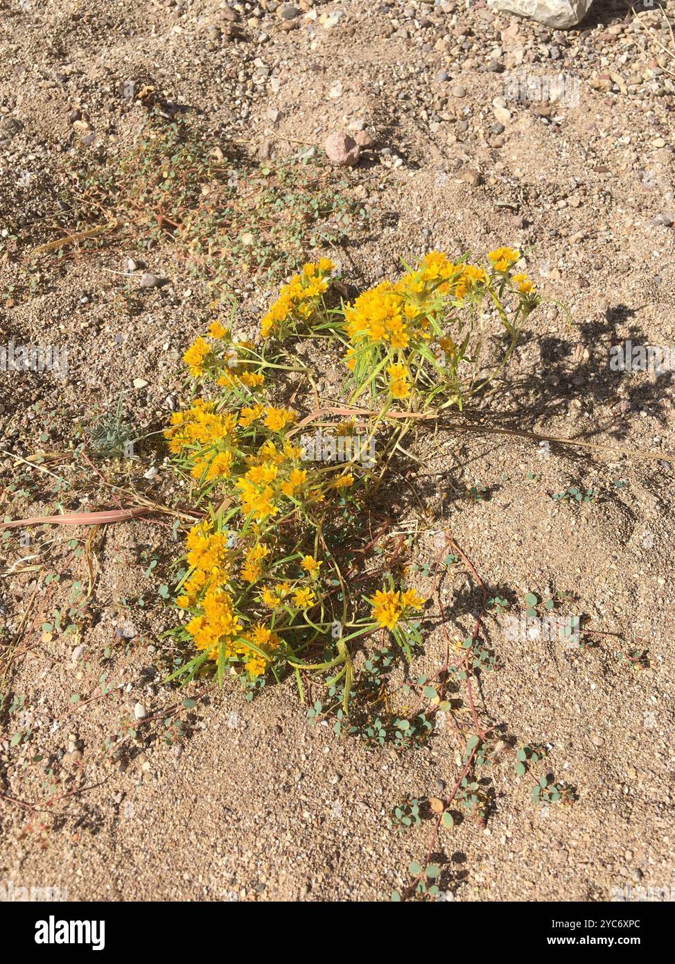 Chinchweed (Pectis papposa) Plantae Stock Photo - Alamy