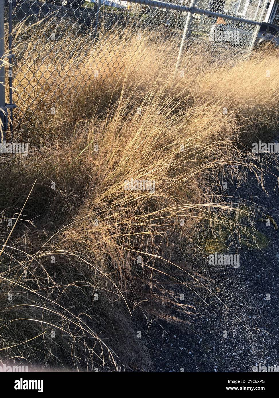 African love grass (Eragrostis curvula) Plantae Stock Photo - Alamy