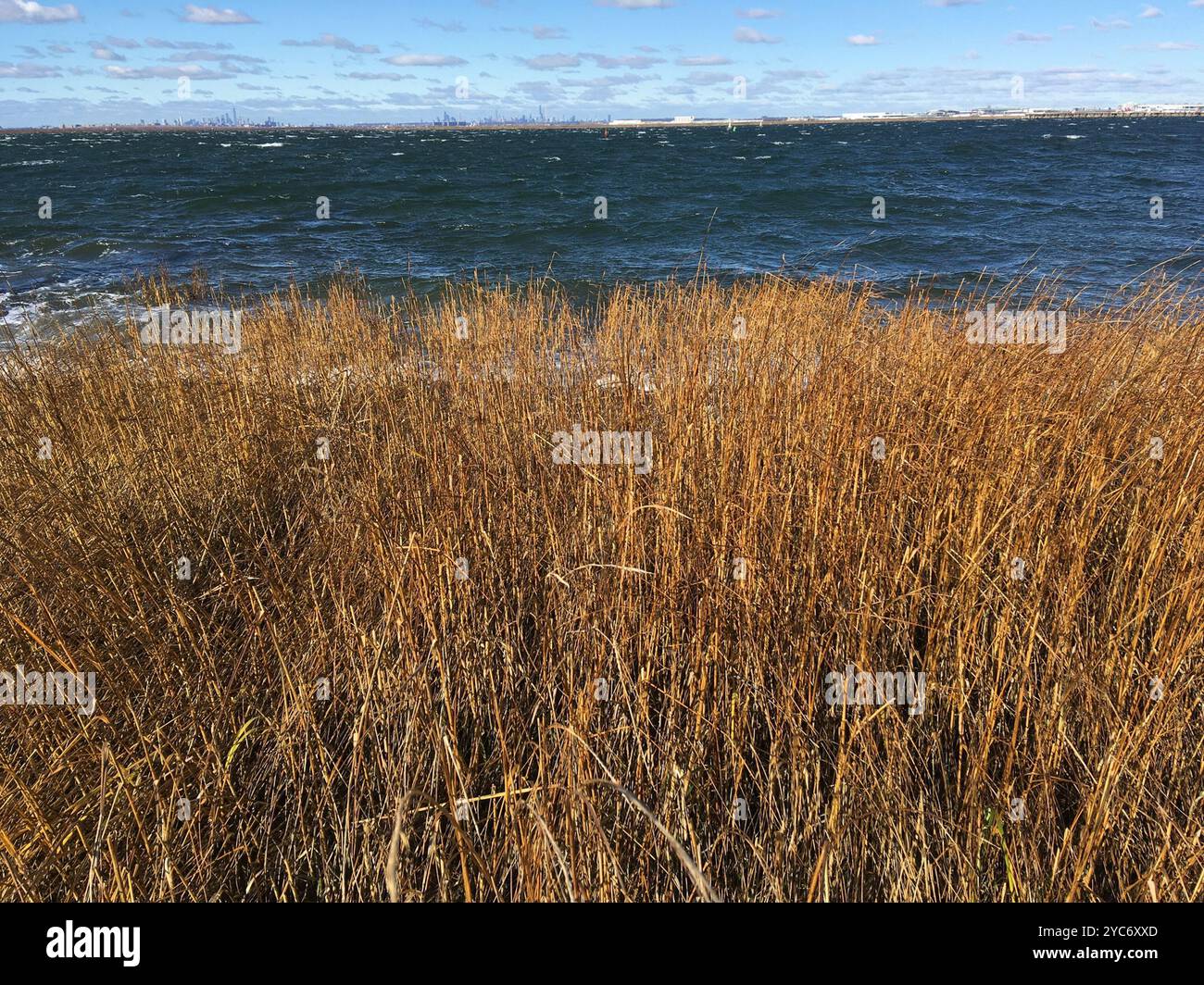 Saltmarsh Cordgrass (Sporobolus alterniflorus) Plantae Stock Photo - Alamy
