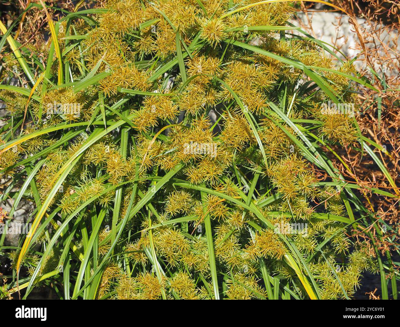 Fragrant flatsedge (Cyperus odoratus) Plantae Stock Photo - Alamy