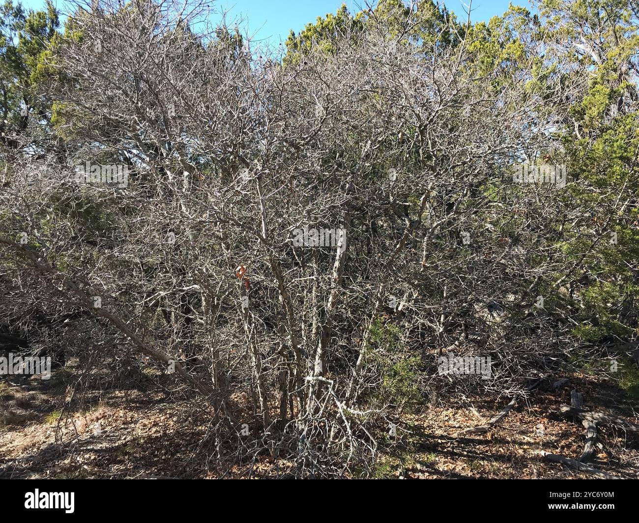 White Shin Oak (Quercus sinuata breviloba) Plantae Stock Photo - Alamy