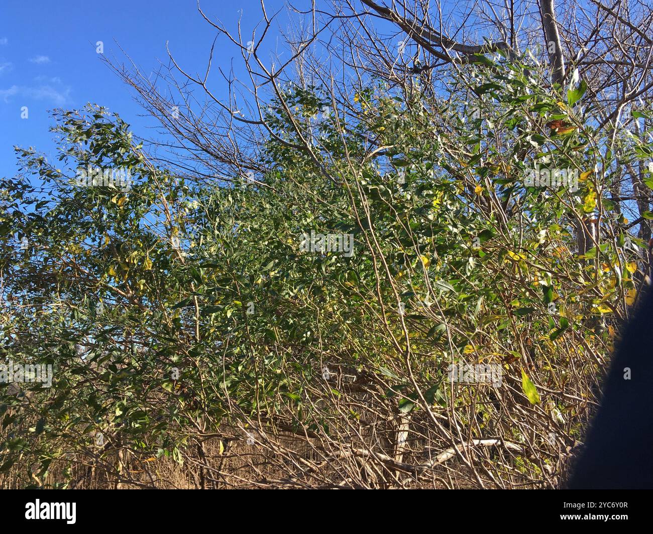 groundsel tree (Baccharis halimifolia) Plantae Stock Photo - Alamy