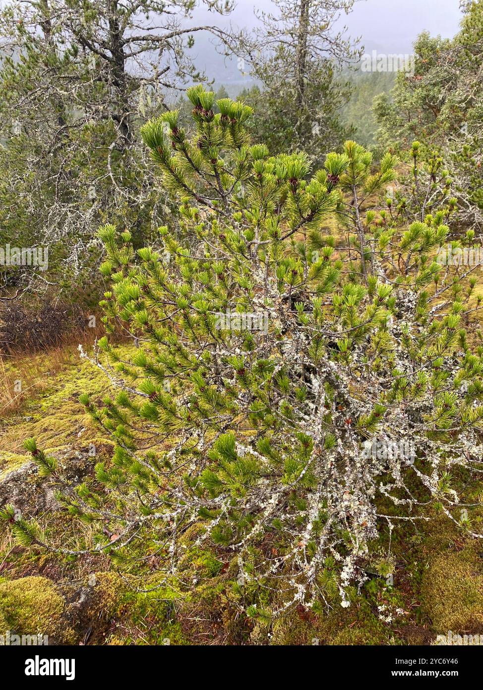 Shore Pine (Pinus contorta contorta) Plantae Stock Photo - Alamy