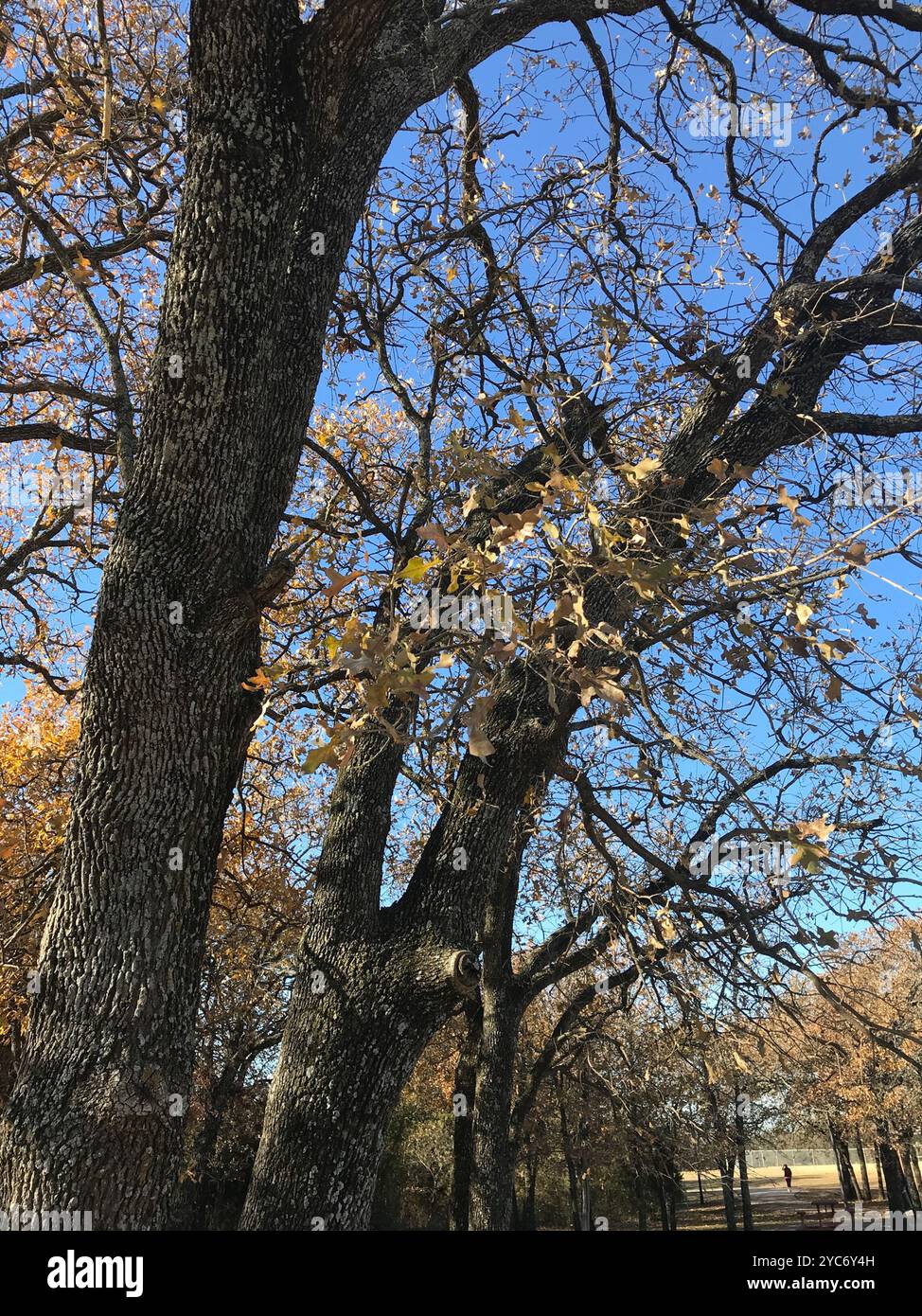 post oak (Quercus stellata) Plantae Stock Photo - Alamy
