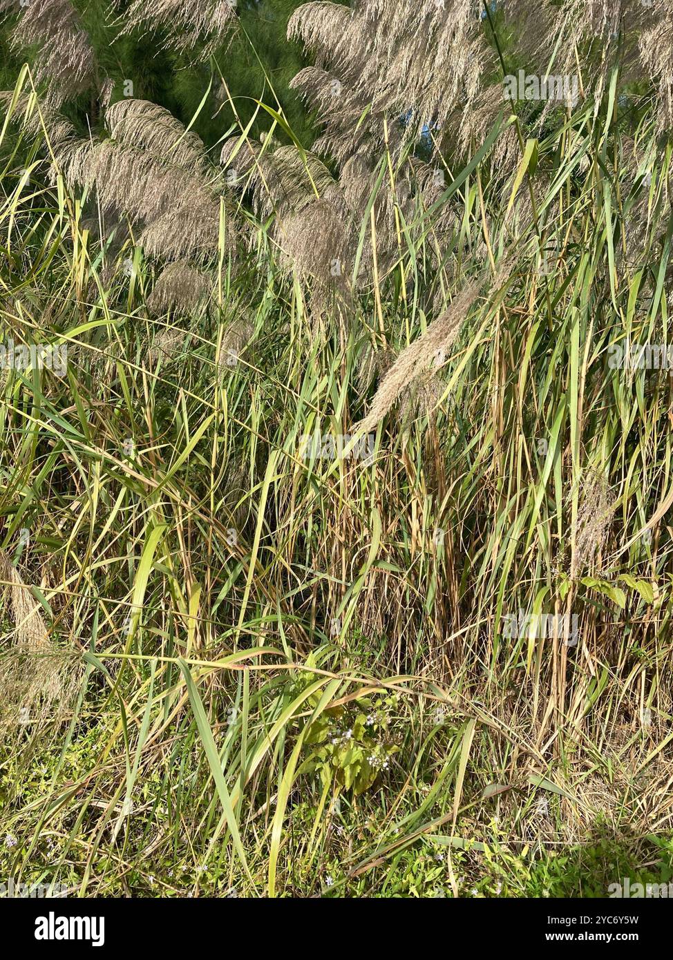 Burma Reed (Neyraudia reynaudiana) Plantae Stock Photo - Alamy