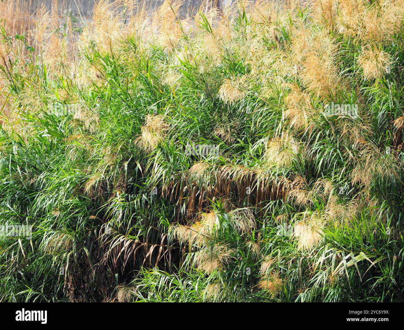 Tall Reed (Phragmites karka) Plantae Stock Photo - Alamy