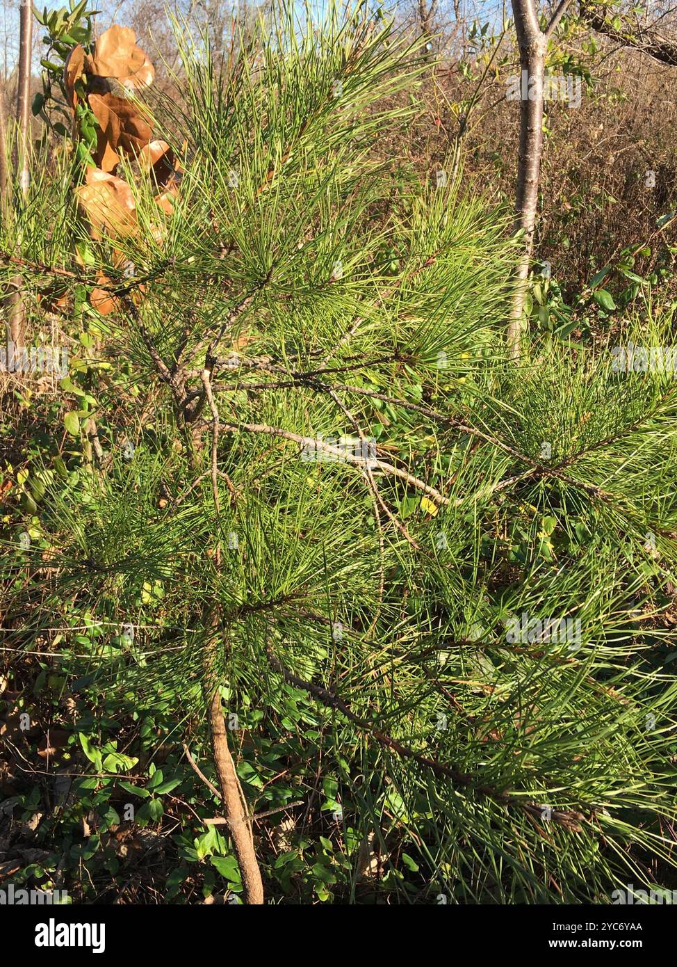 pitch pine (Pinus rigida) Plantae Stock Photo - Alamy
