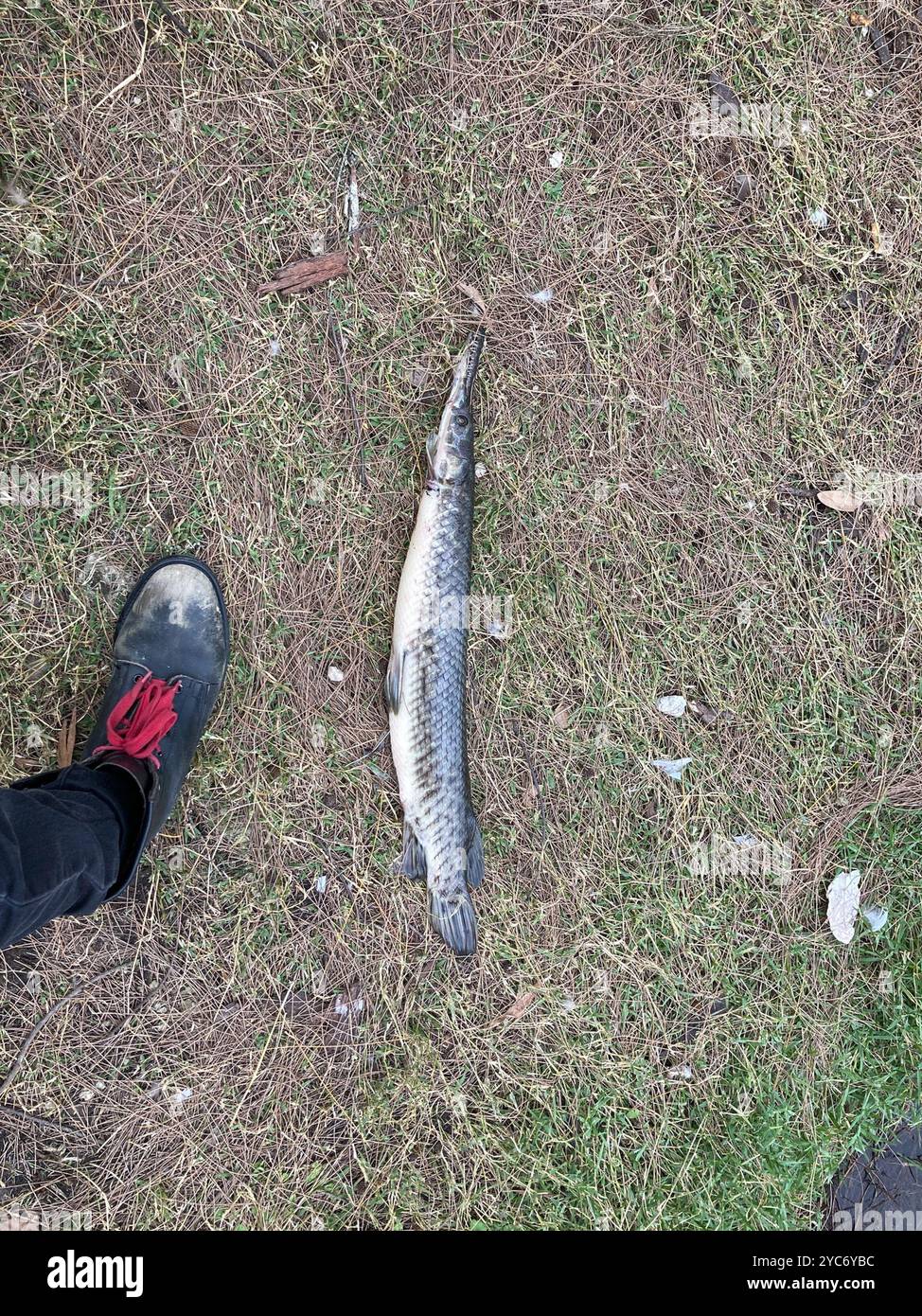 Florida Gar (Lepisosteus platyrhincus) Actinopterygii Stock Photo - Alamy