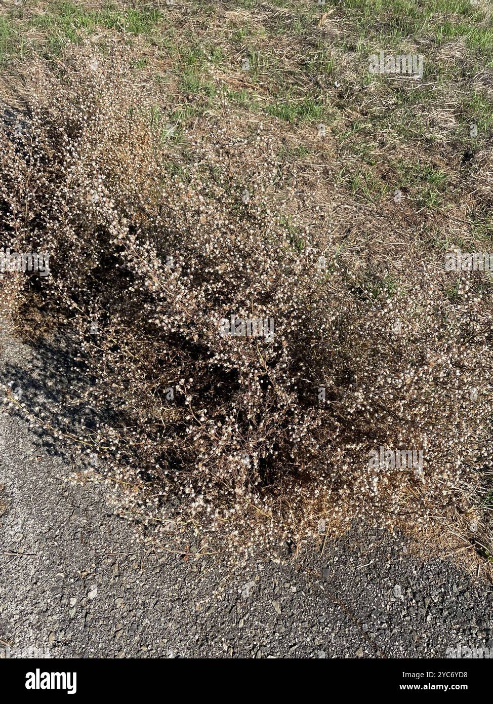Stinkwort (Dittrichia graveolens) Plantae Stock Photo - Alamy