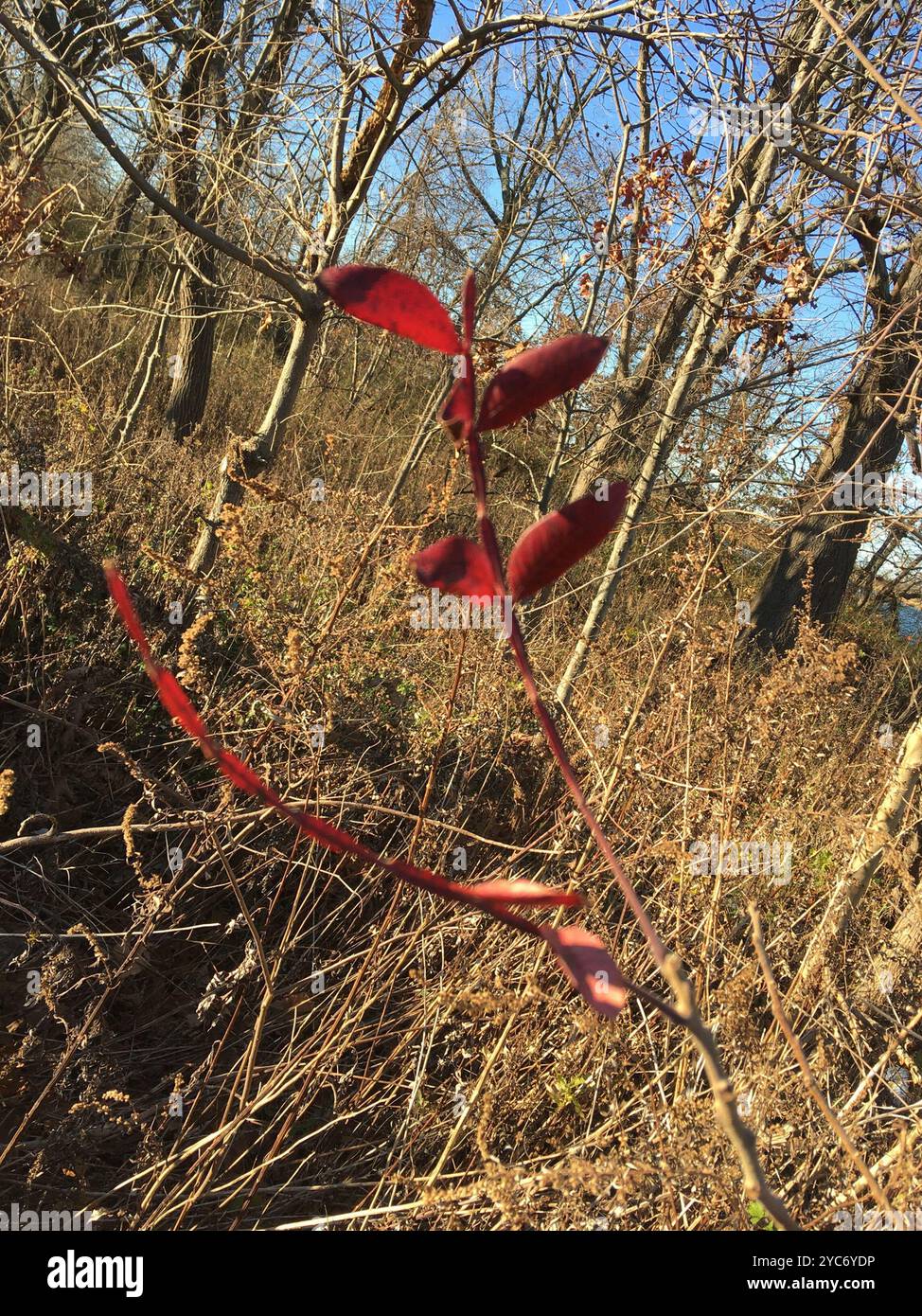 shining sumac (Rhus copallinum) Plantae Stock Photo - Alamy