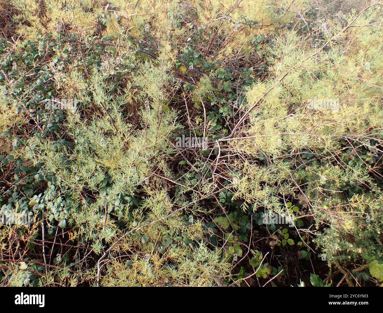 French tamarisk (Tamarix gallica) Plantae Stock Photo - Alamy