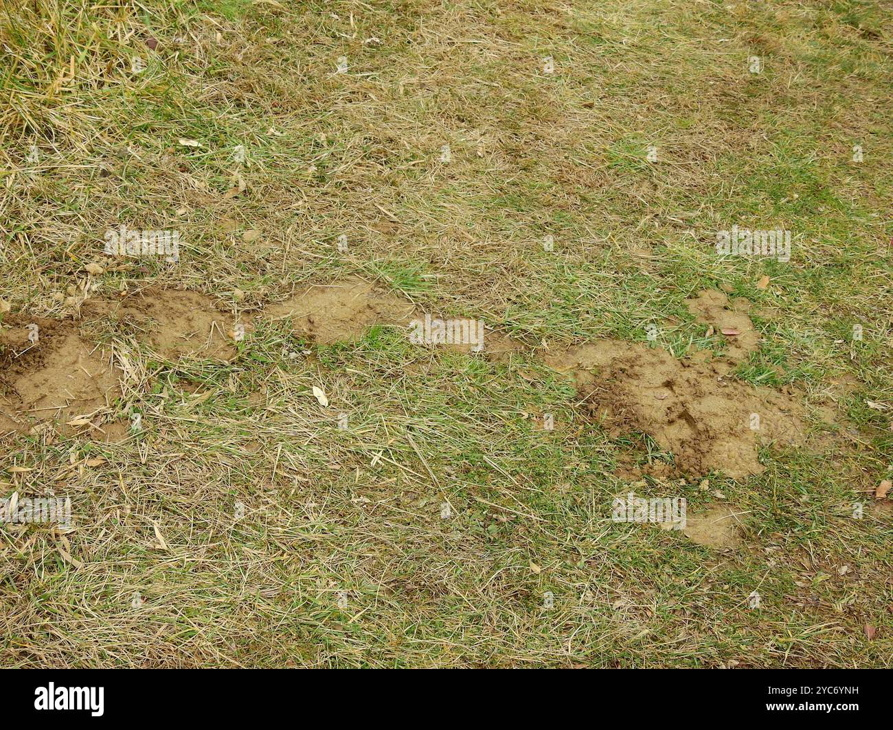 Eastern Mole (Scalopus aquaticus) Mammalia Stock Photo - Alamy