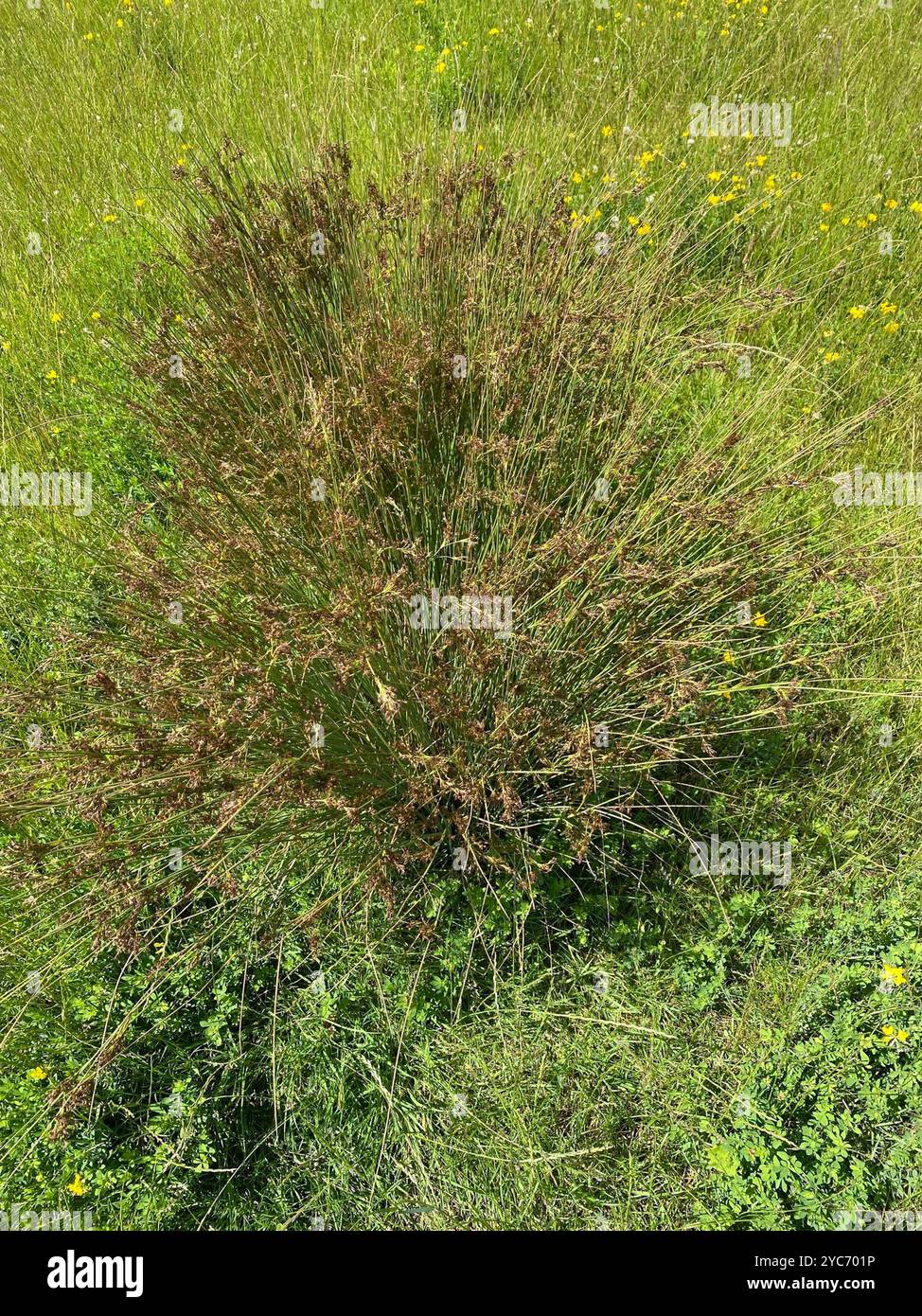 Hard Rush (Juncus inflexus) Plantae Stock Photo - Alamy
