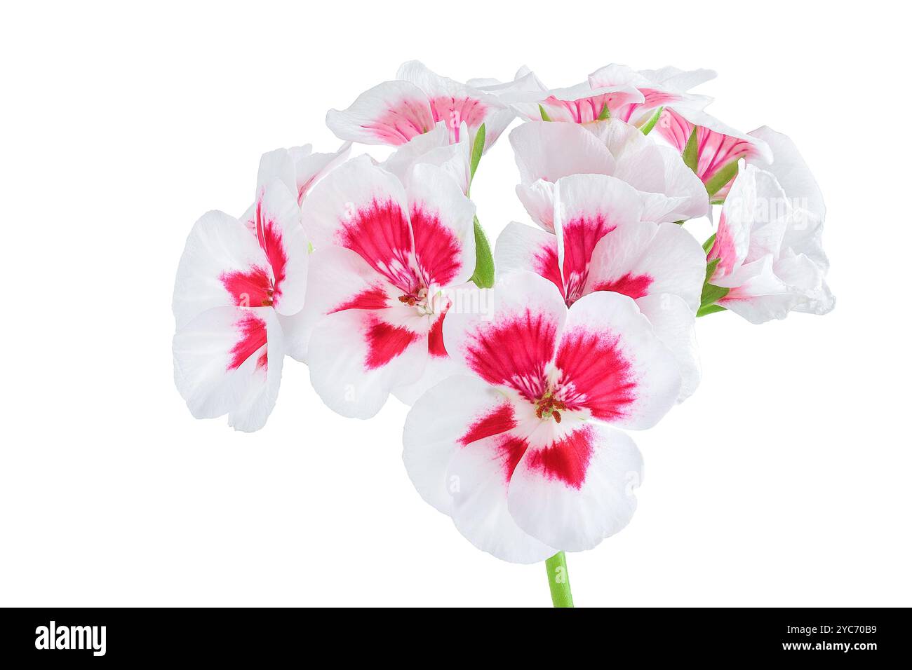 flowers of geranium isolated on white background Stock Photo - Alamy