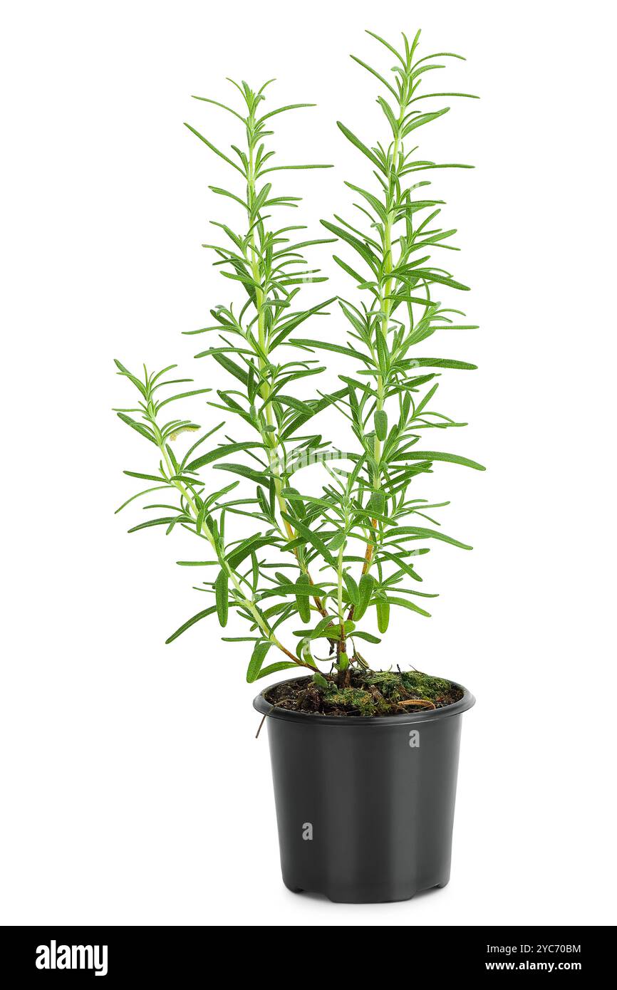 Rosemary plant growing in pot isolated on white background. Aromatic ...