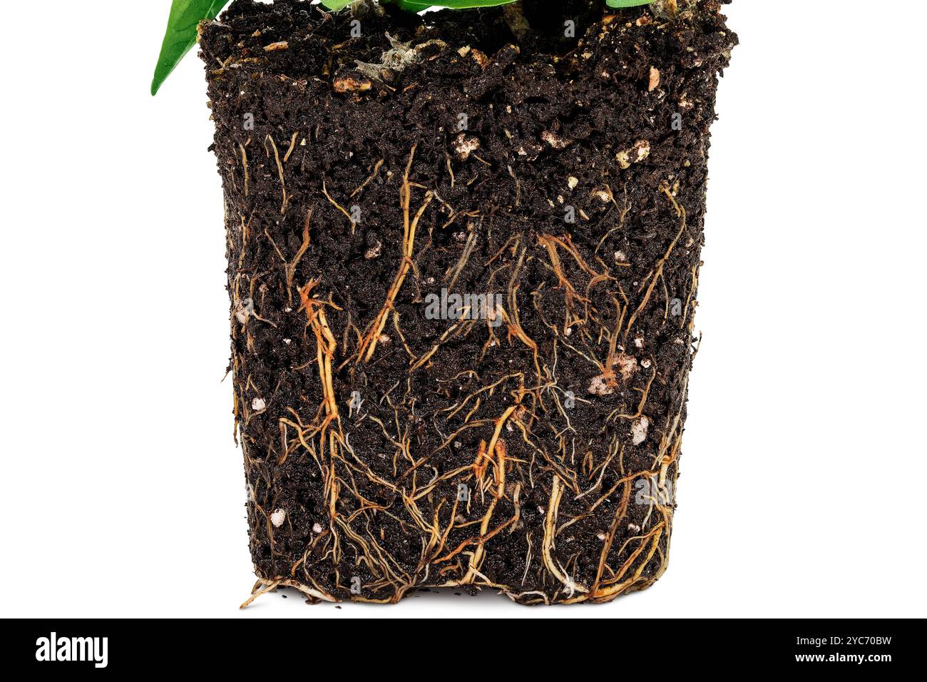 chili pepper root in the ground isolated on white background Stock ...