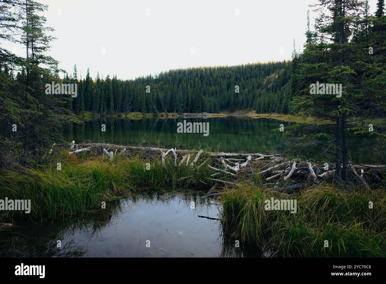 Beaver's dam made from lots of sticks and mud. Big beaver dam. High ...