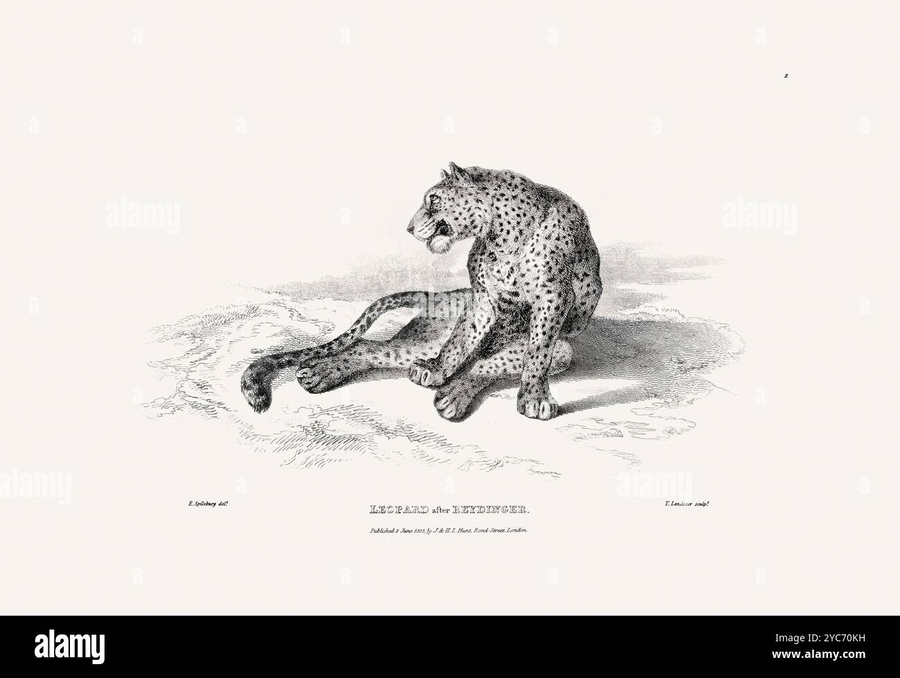 Leopard illustration. Plate from a vintage book of engravings by Sir ...