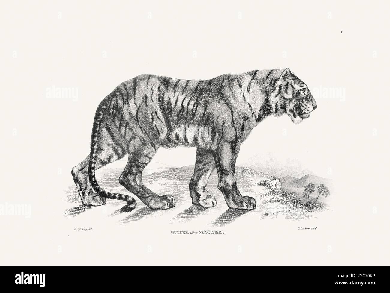 Tiger illustration. Plate from a vintage book of engravings by Sir ...