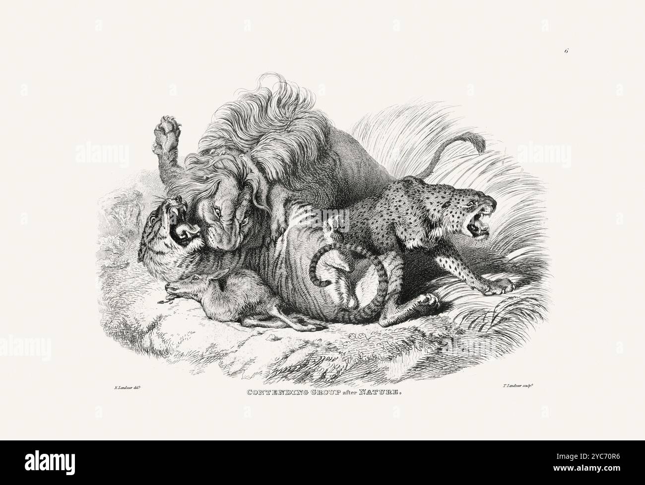 Lion and Leopards illustration. Plate from a vintage book of engravings ...