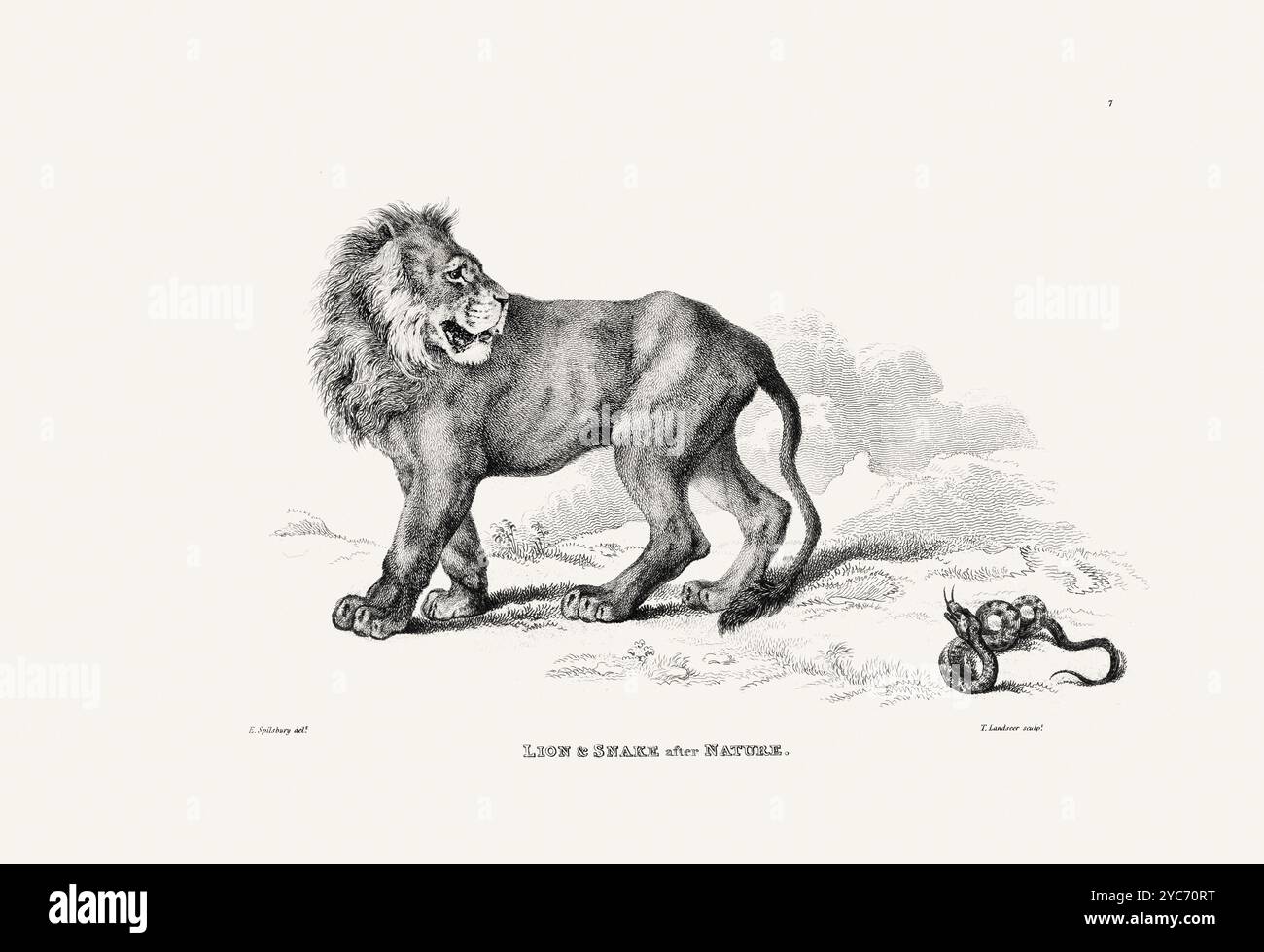 Tiger illustration 1880 hi-res stock photography and images - Alamy