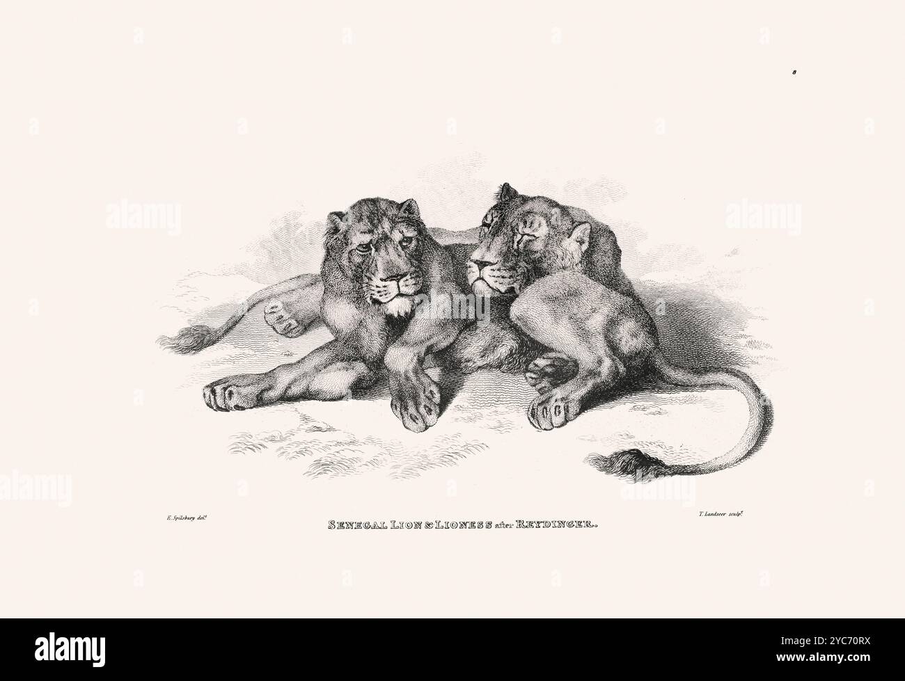 Lion illustration. Plate from a vintage book of engravings by Sir Edwin ...