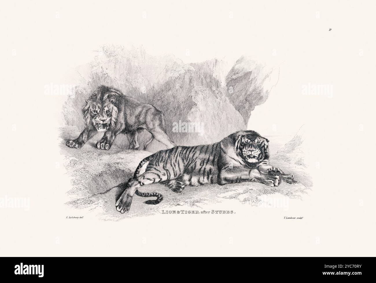 Lion and Tiger illustration. Plate from a vintage book of engravings by ...