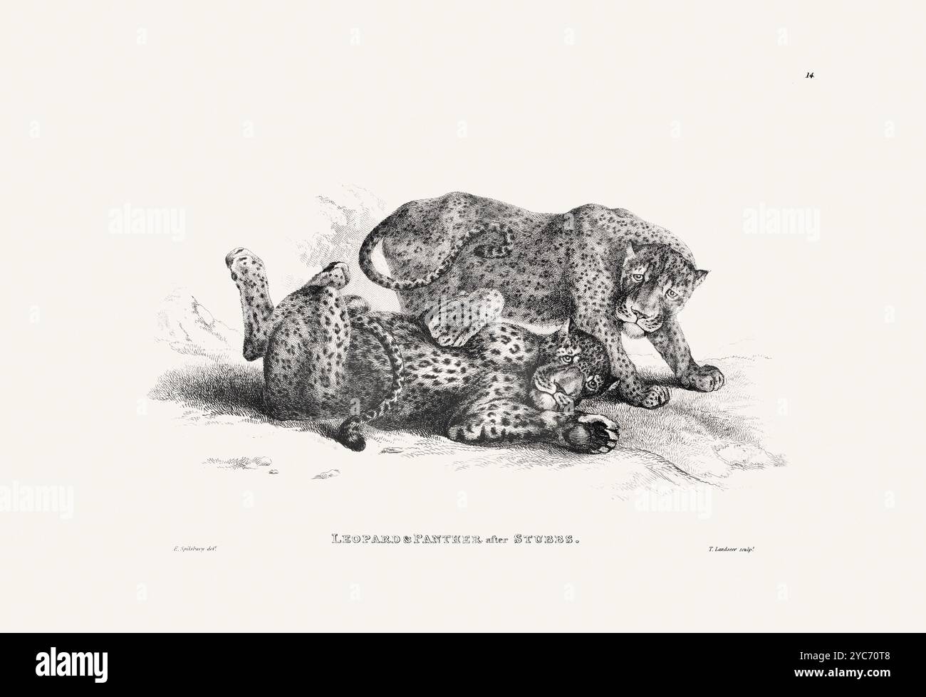 Panther illustration. Plate from a vintage book of engravings by Sir ...
