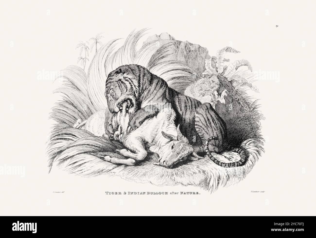 Tiger illustration. Plate from a vintage book of engravings by Sir ...