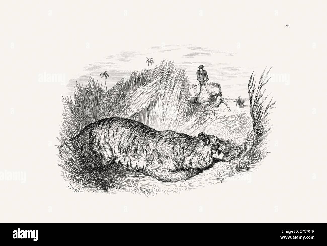 Tiger illustration. Plate from a vintage book of engravings by Sir ...