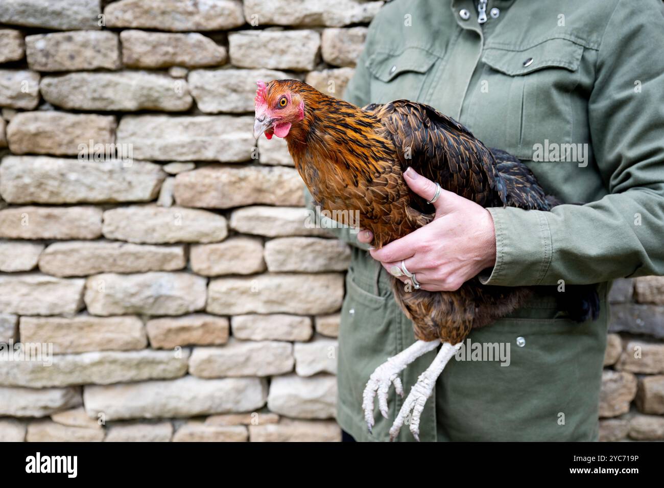 License chicken hi-res stock photography and images - Alamy