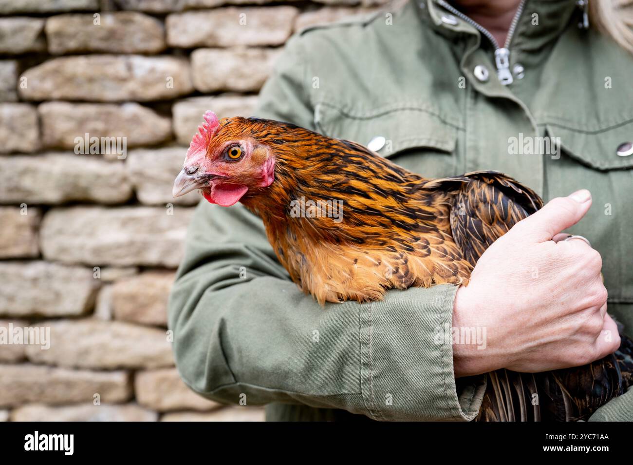 License chicken hi-res stock photography and images - Alamy