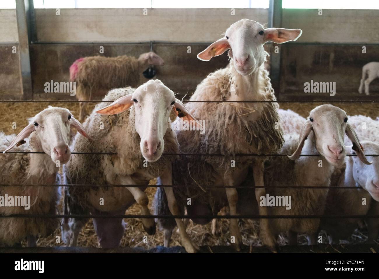 Docile group hi-res stock photography and images - Alamy