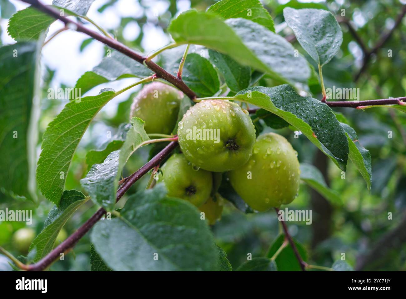 Green apples on their tree, wet from heavy rain Stock Photo - Alamy