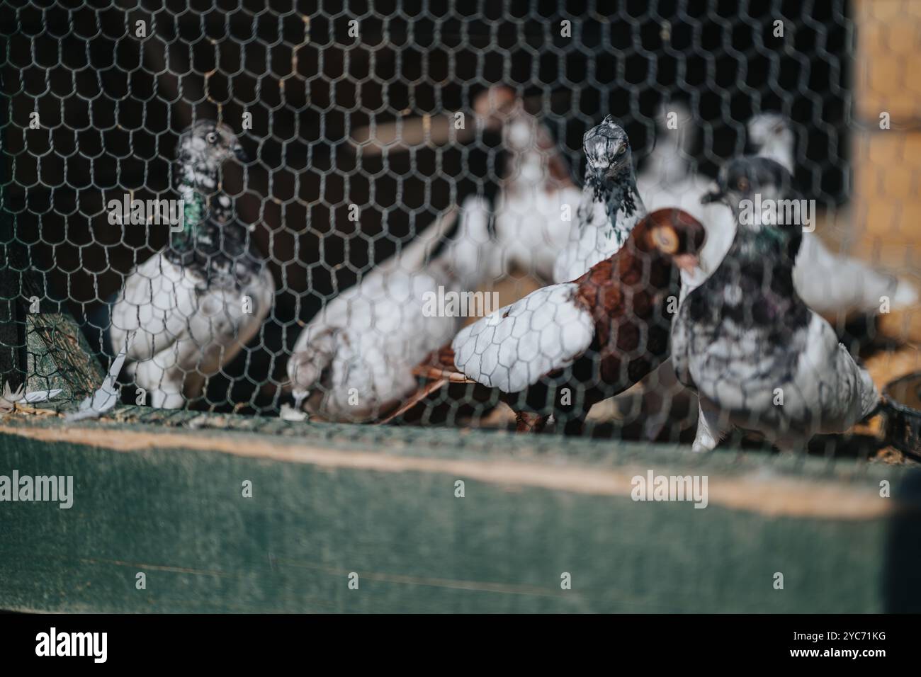 Wire mesh coop hi-res stock photography and images - Alamy