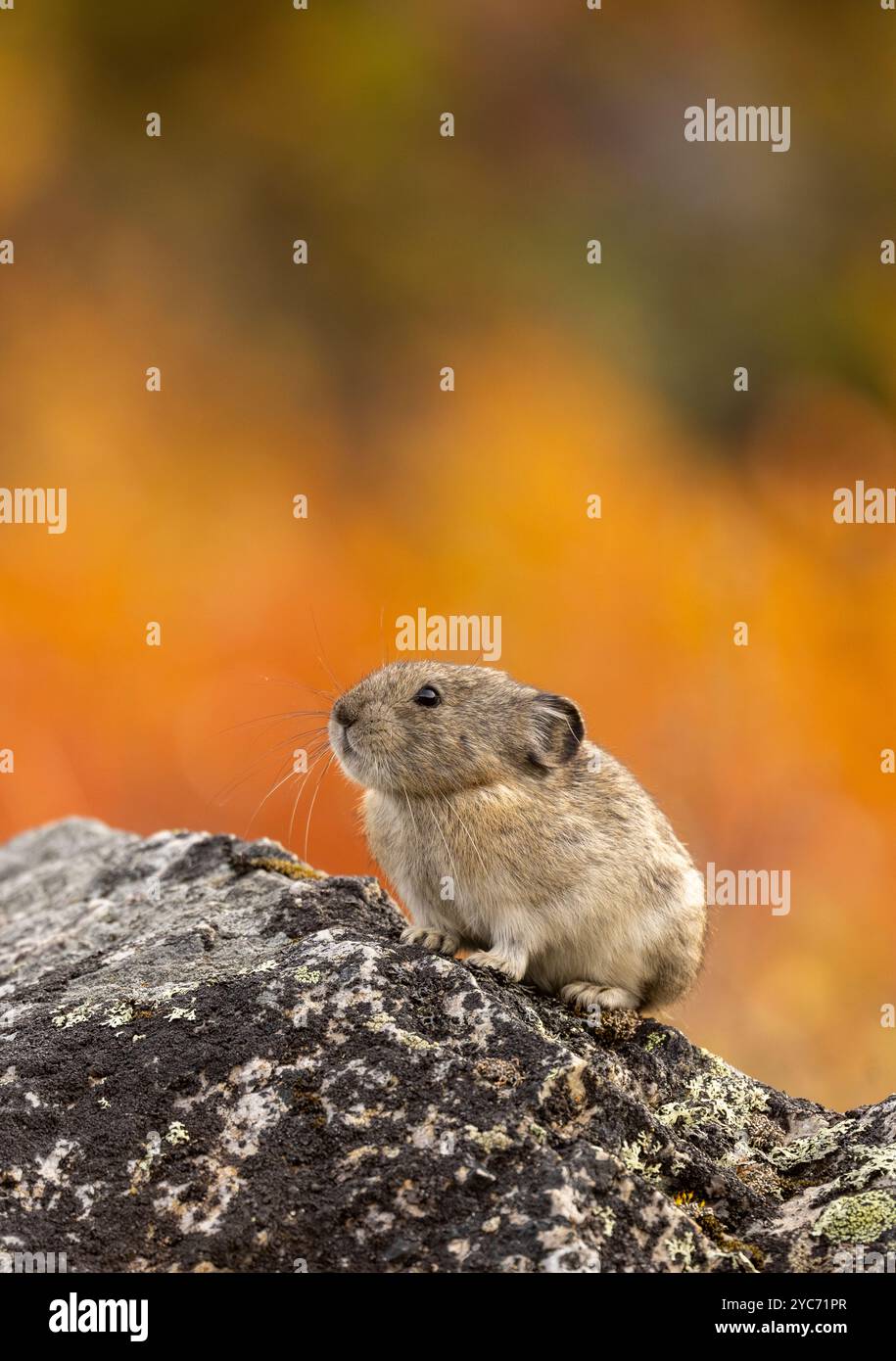 Collared Pika on a Rock in Denali National Park Alaska in Autumn Stock ...