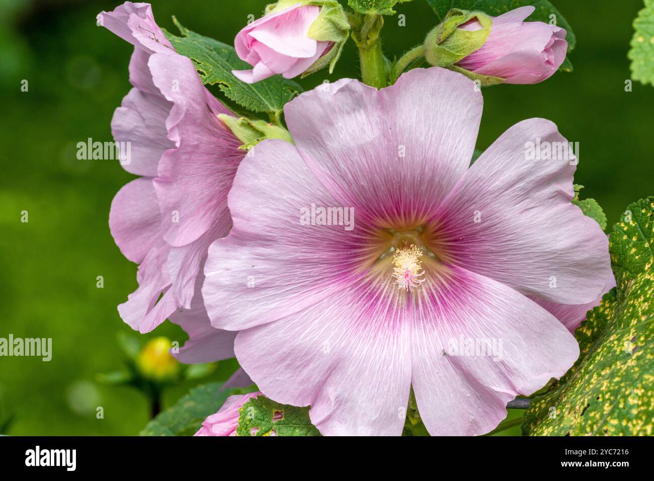 Althea flower hi-res stock photography and images - Alamy