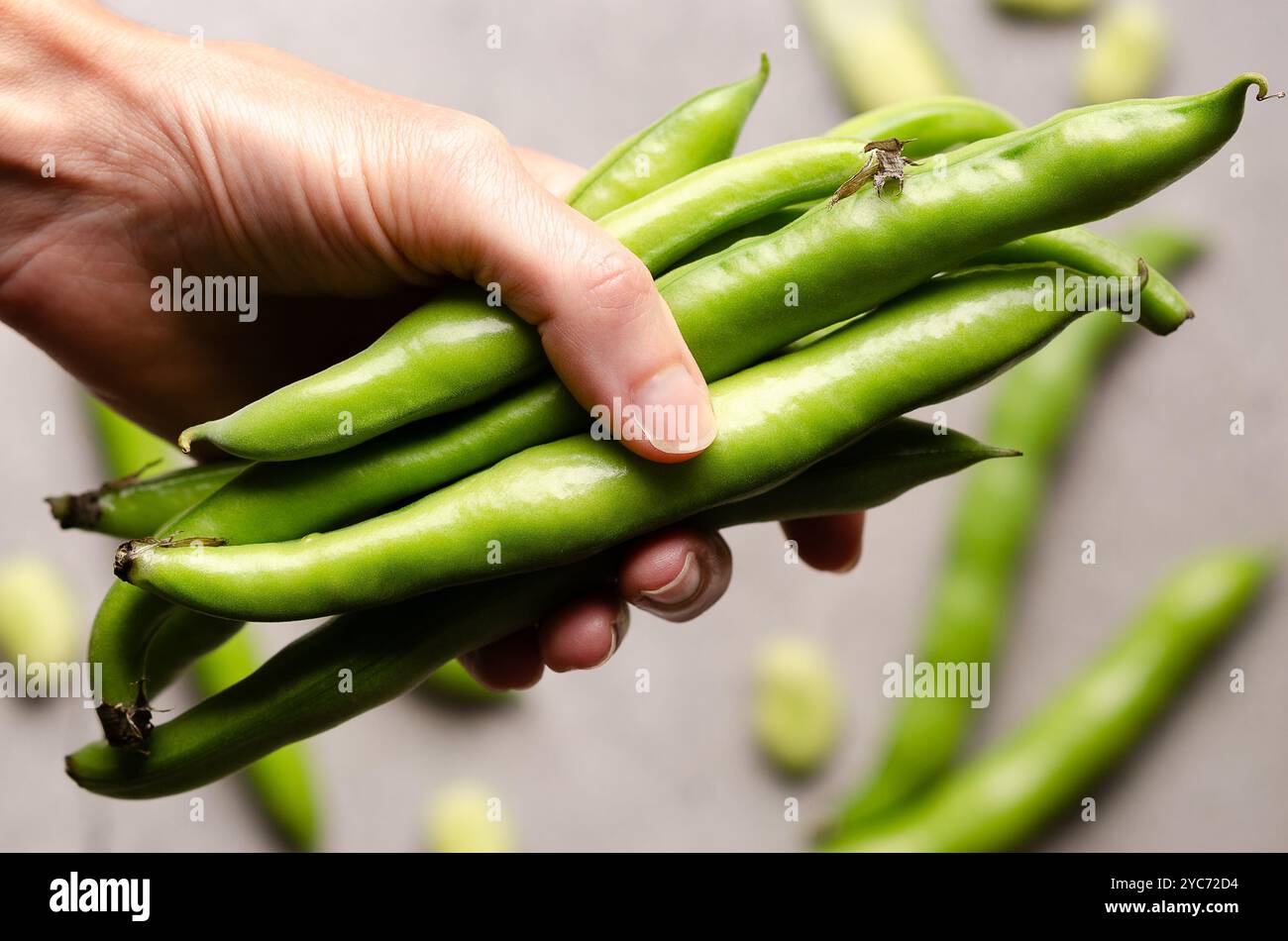 Hand holding broad beans broad bean hi-res stock photography and images ...