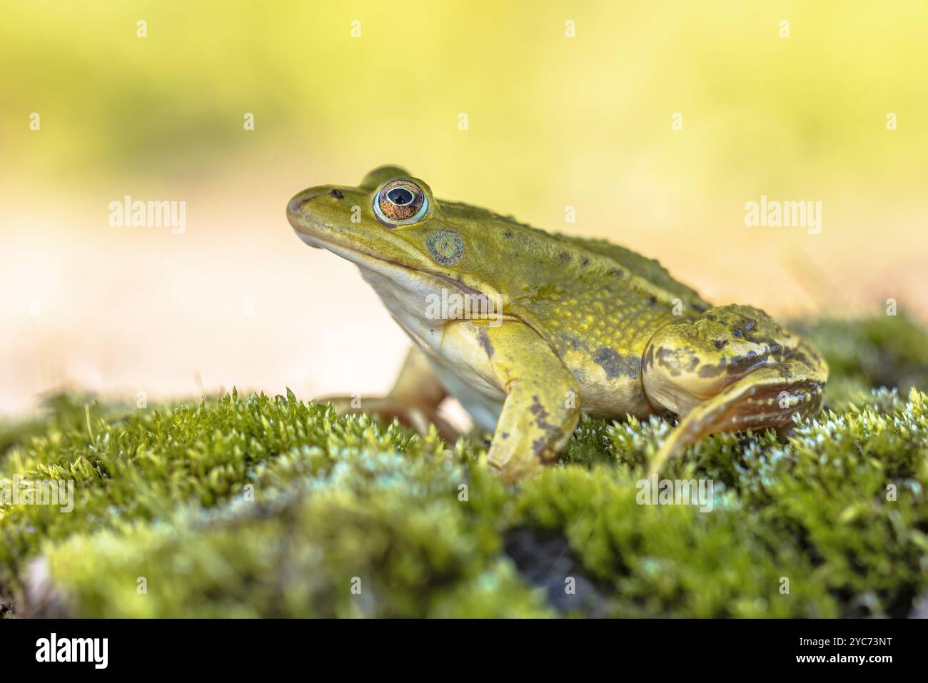 Pool Frog (Pelophylax lessonae) is a European frog in the family ...