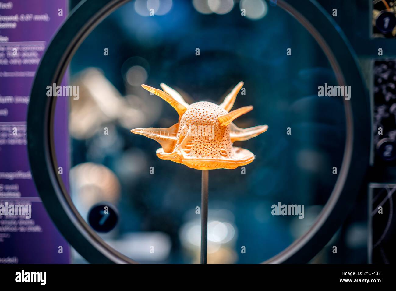 Microscopic marine models hi-res stock photography and images - Alamy