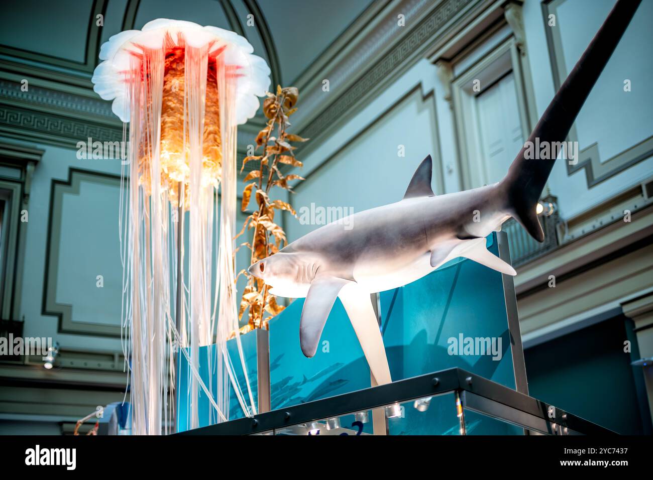 Museum shark models hi-res stock photography and images - Alamy