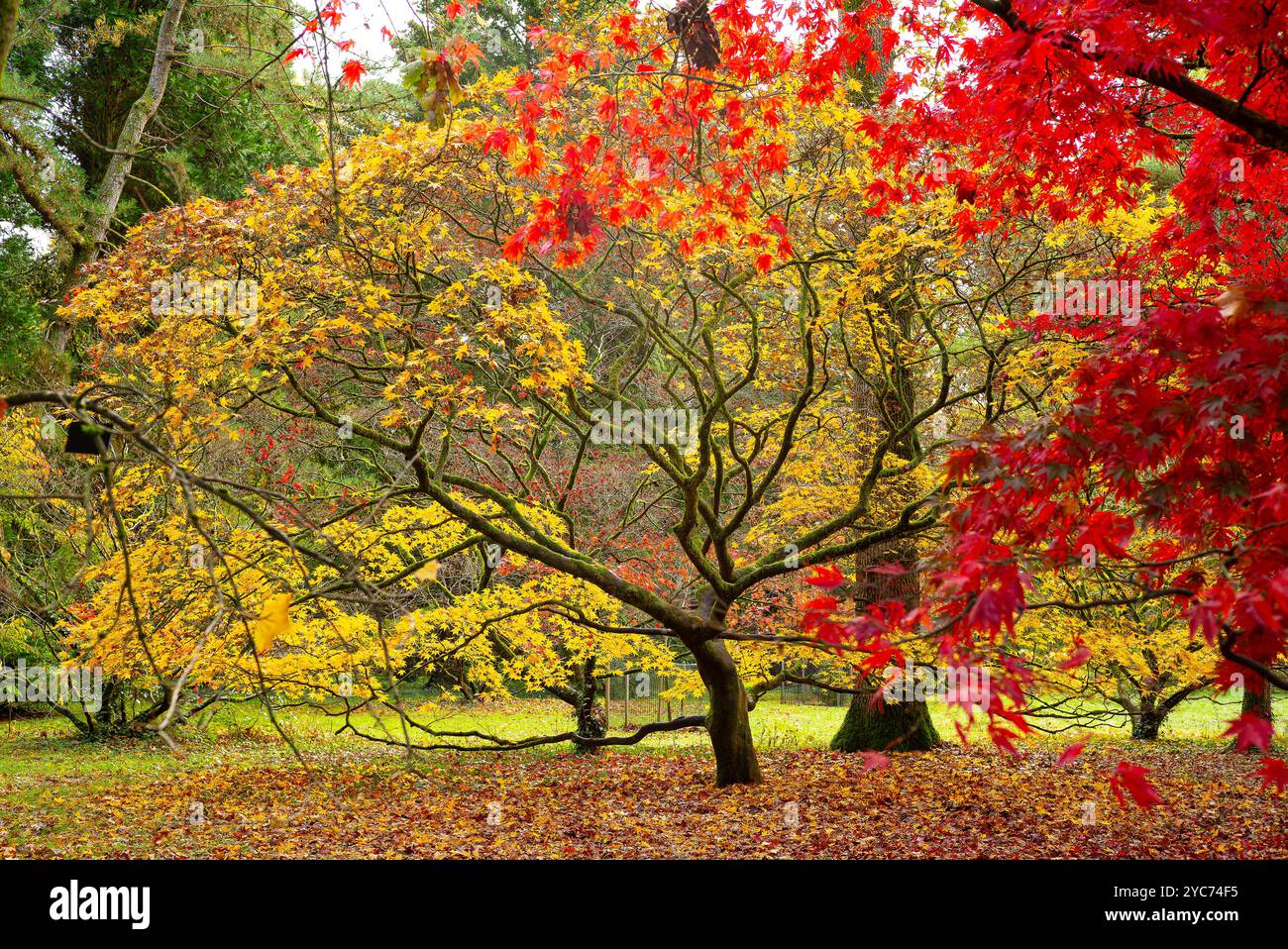 Japanese maples hi-res stock photography and images - Alamy