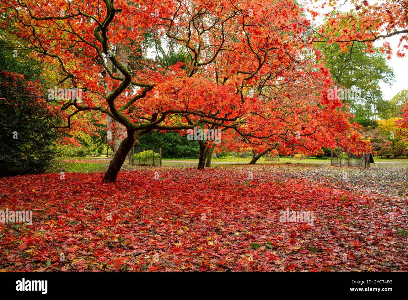 Japanese maples hi-res stock photography and images - Alamy