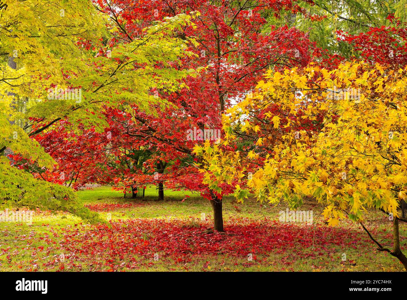 Japanese maples hi-res stock photography and images - Alamy