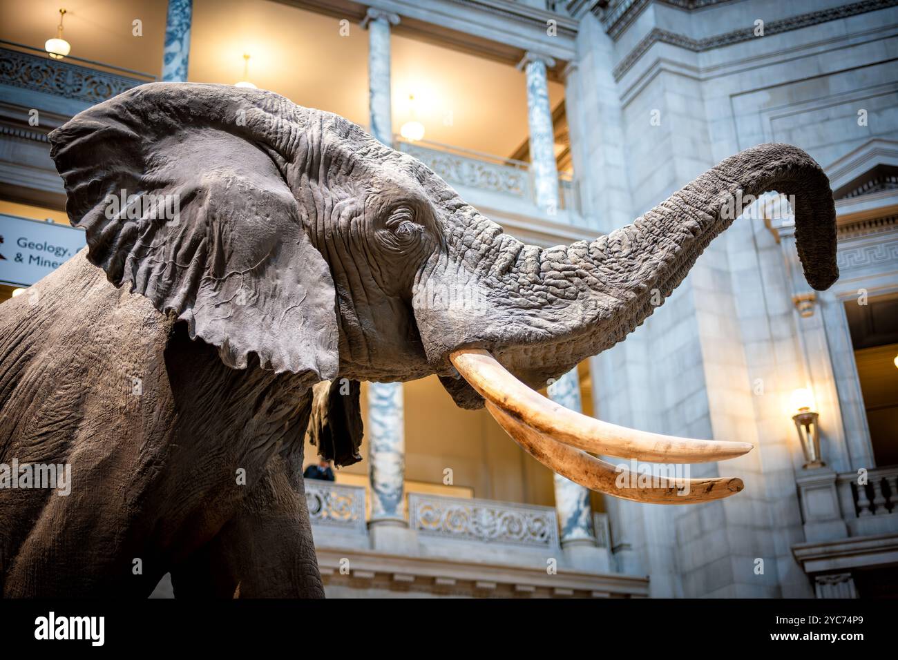 WASHINGTON DC, United States — Henry the Elephant, an African Bush ...
