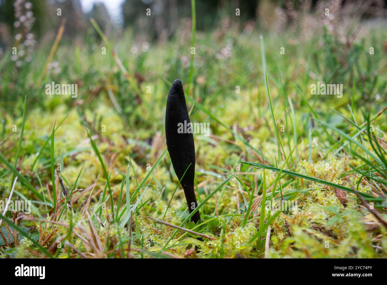 Geoglossum species hi-res stock photography and images - Alamy